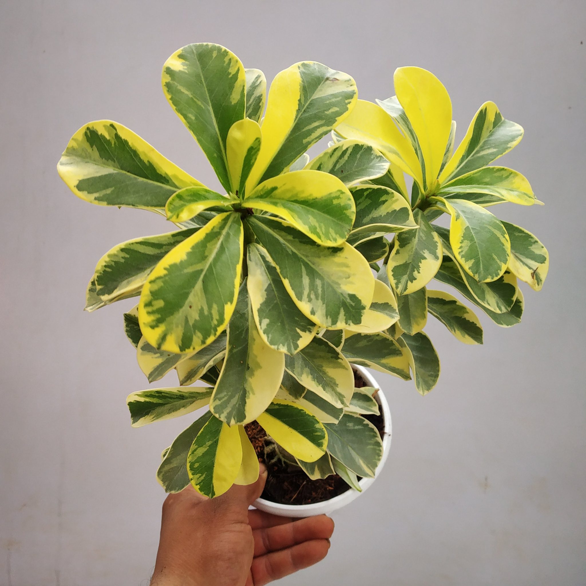 Variegated Adenium Bonsai - NurseryBuy