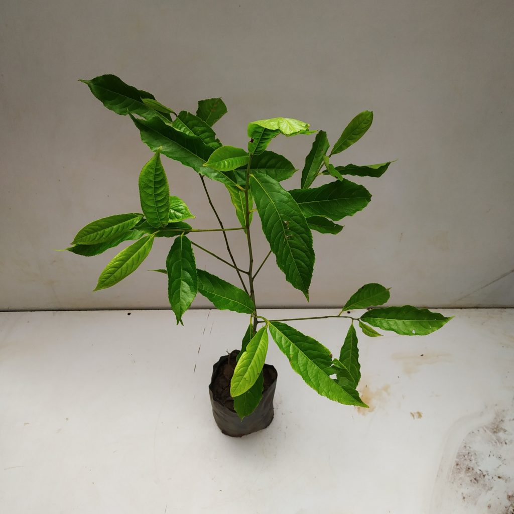 Elaeocarpus Ganitrus, Rudraksha - NurseryBuy