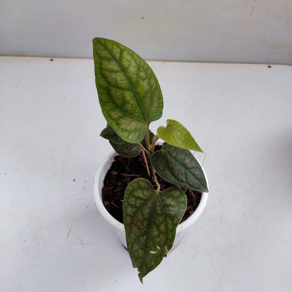 Piper Sylvaticum - NurseryBuy