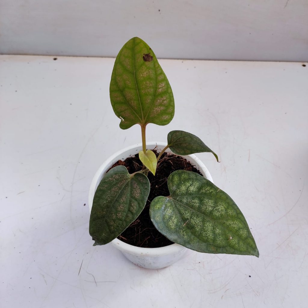 Piper Sylvaticum - NurseryBuy