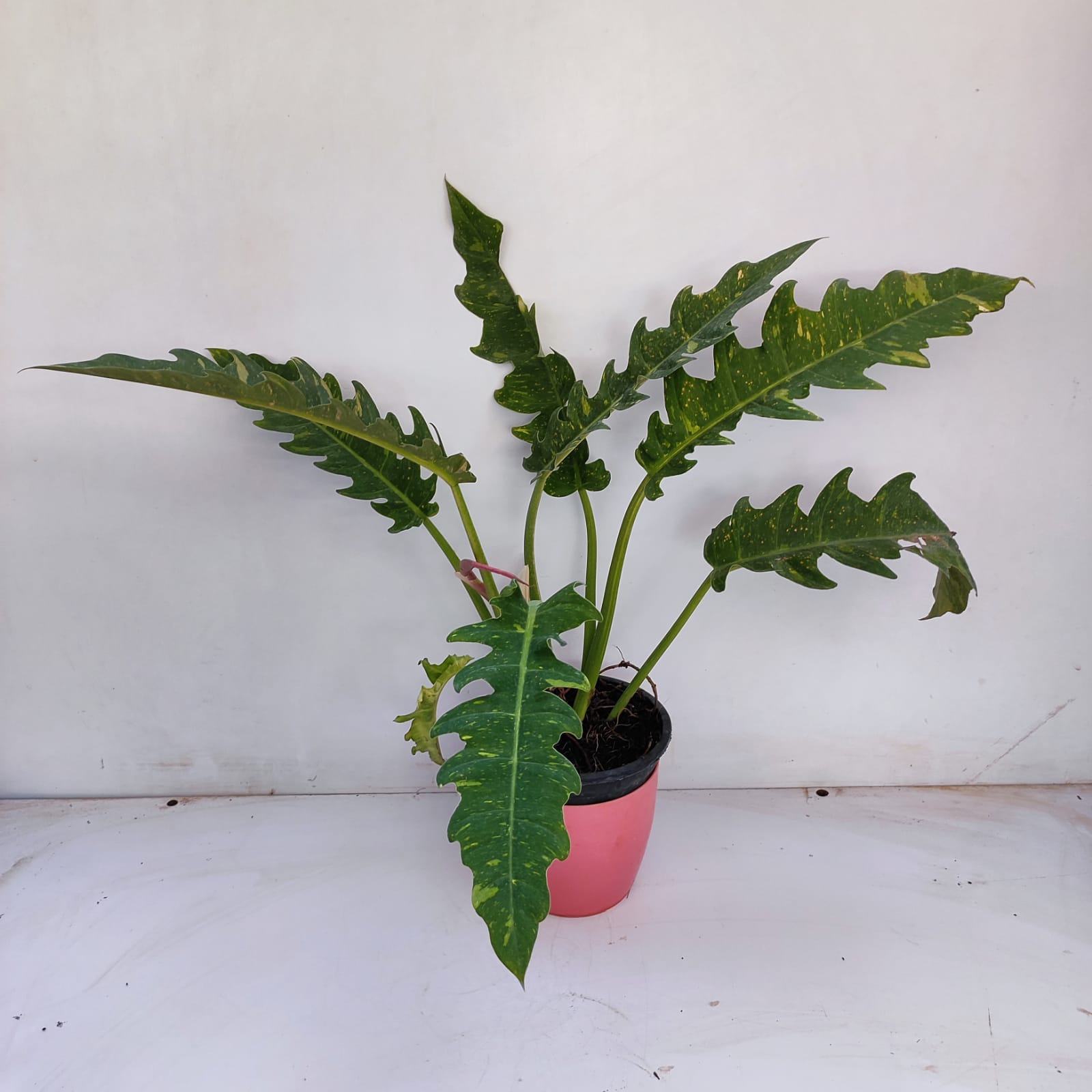Philodendron Ring of Fire Variegated - NurseryBuy