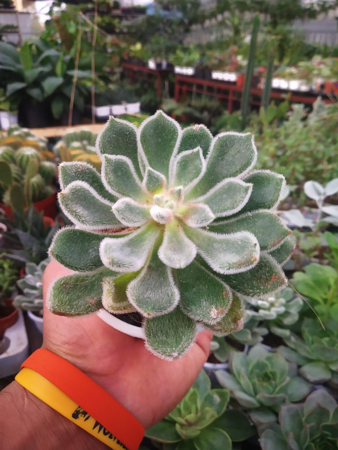 Echeveria Setosa ‘Mexican Firecracker’ - NurseryBuy