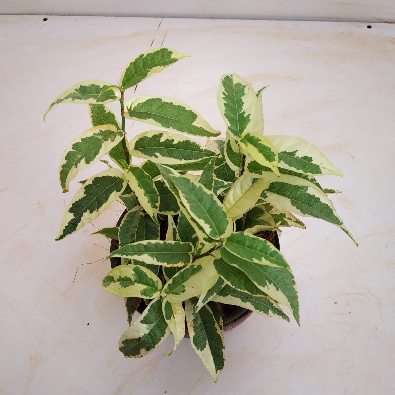 Ficus Radicans Variegata, Ficus Sagittata Mini - NurseryBuy