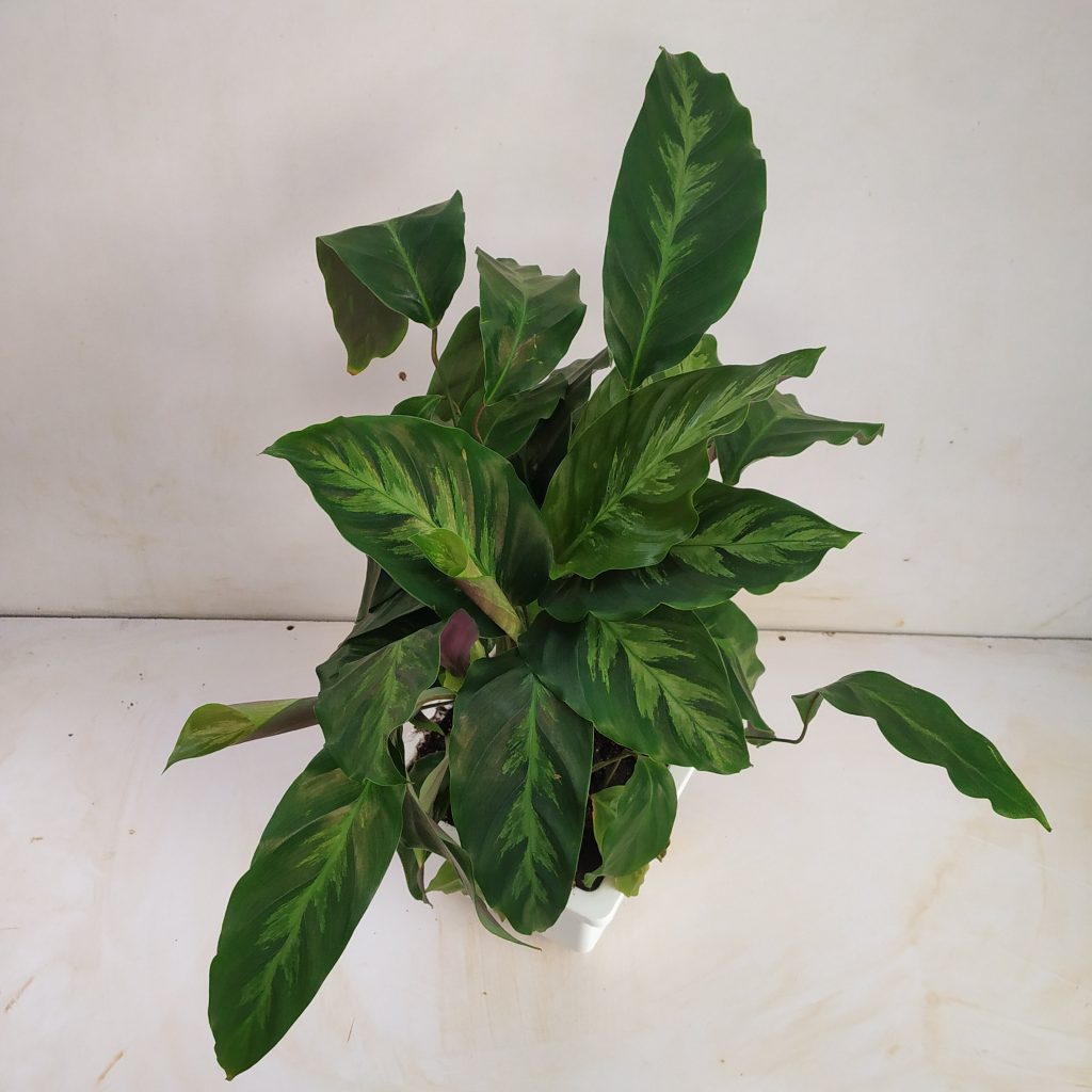 Calathea "Albertii" Large - NurseryBuy