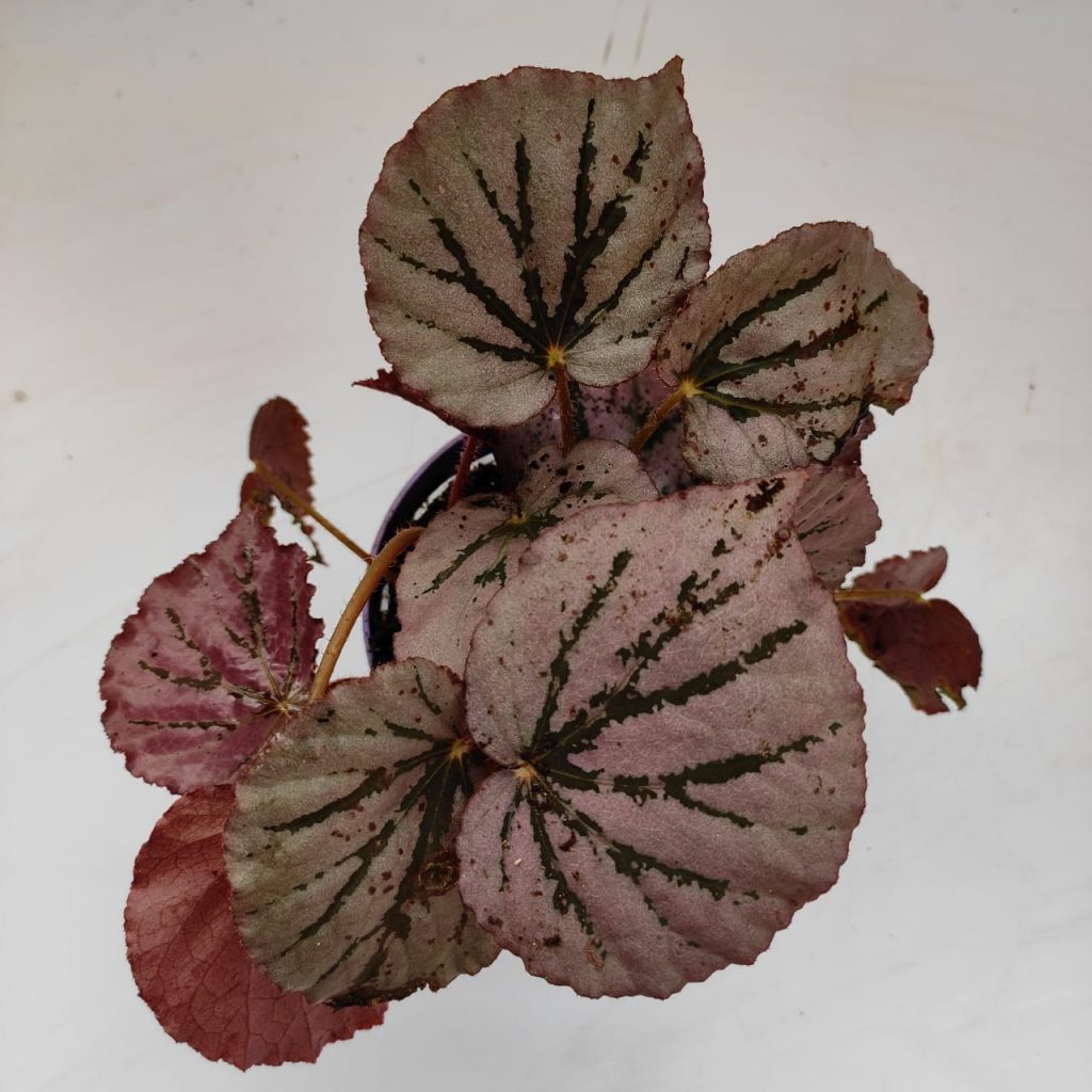 Rex Begonia 'Martin's Mystery' - NurseryBuy