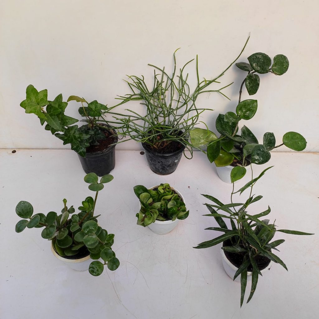 Greening Viny Combo - NurseryBuy