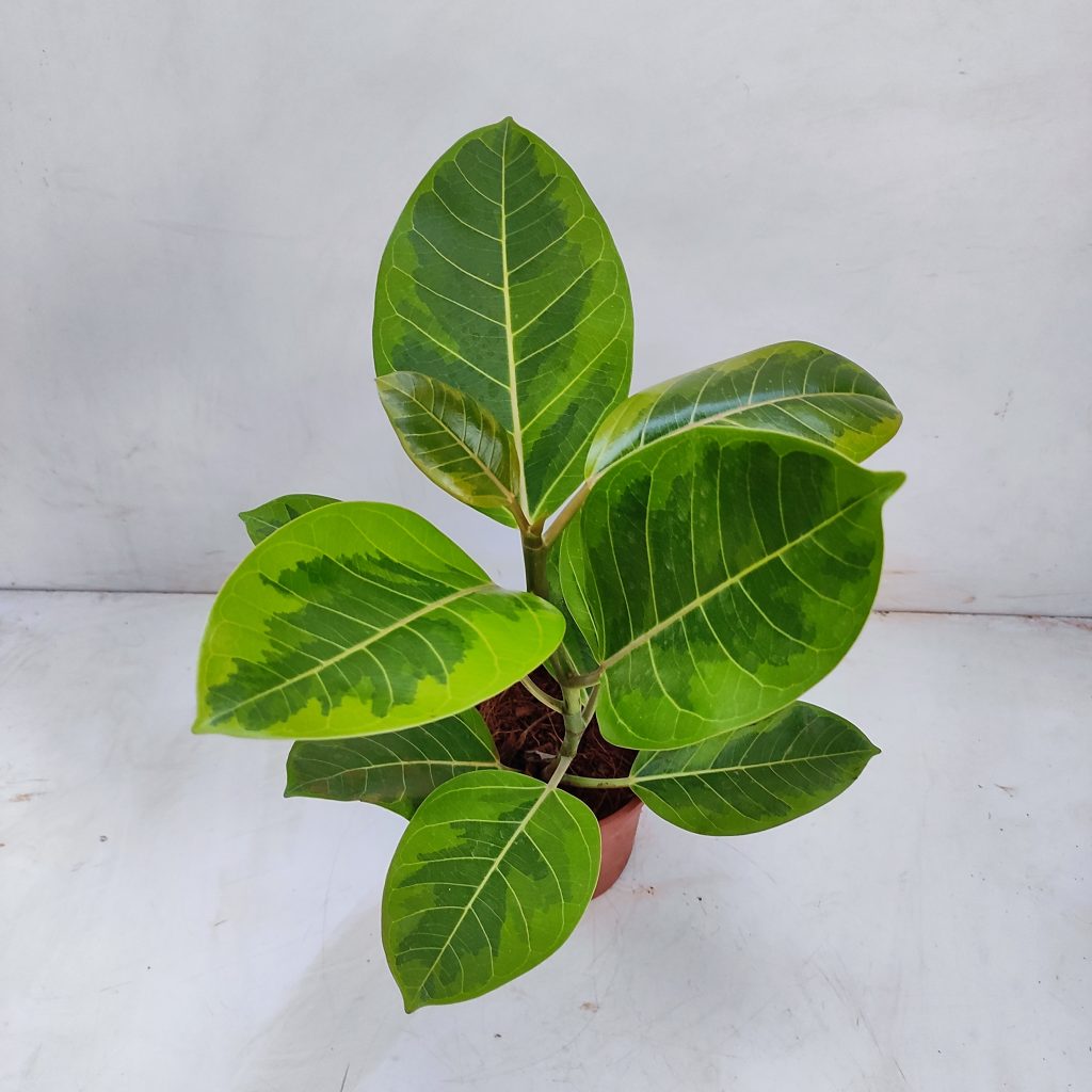 Asian Council Tree (Ficus 'Altissima Variegata') - NurseryBuy