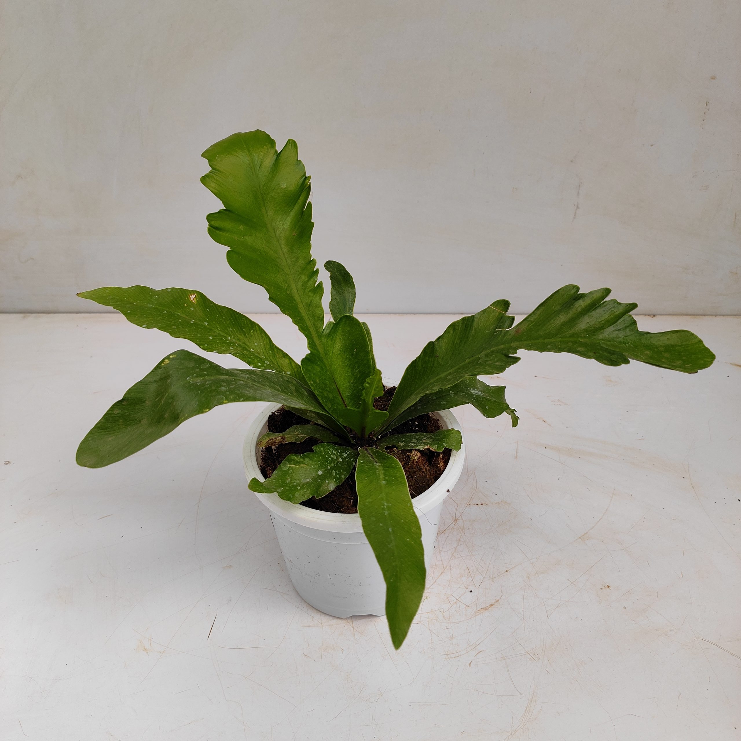 Asplenium Antiquum 'Hardy' - NurseryBuy