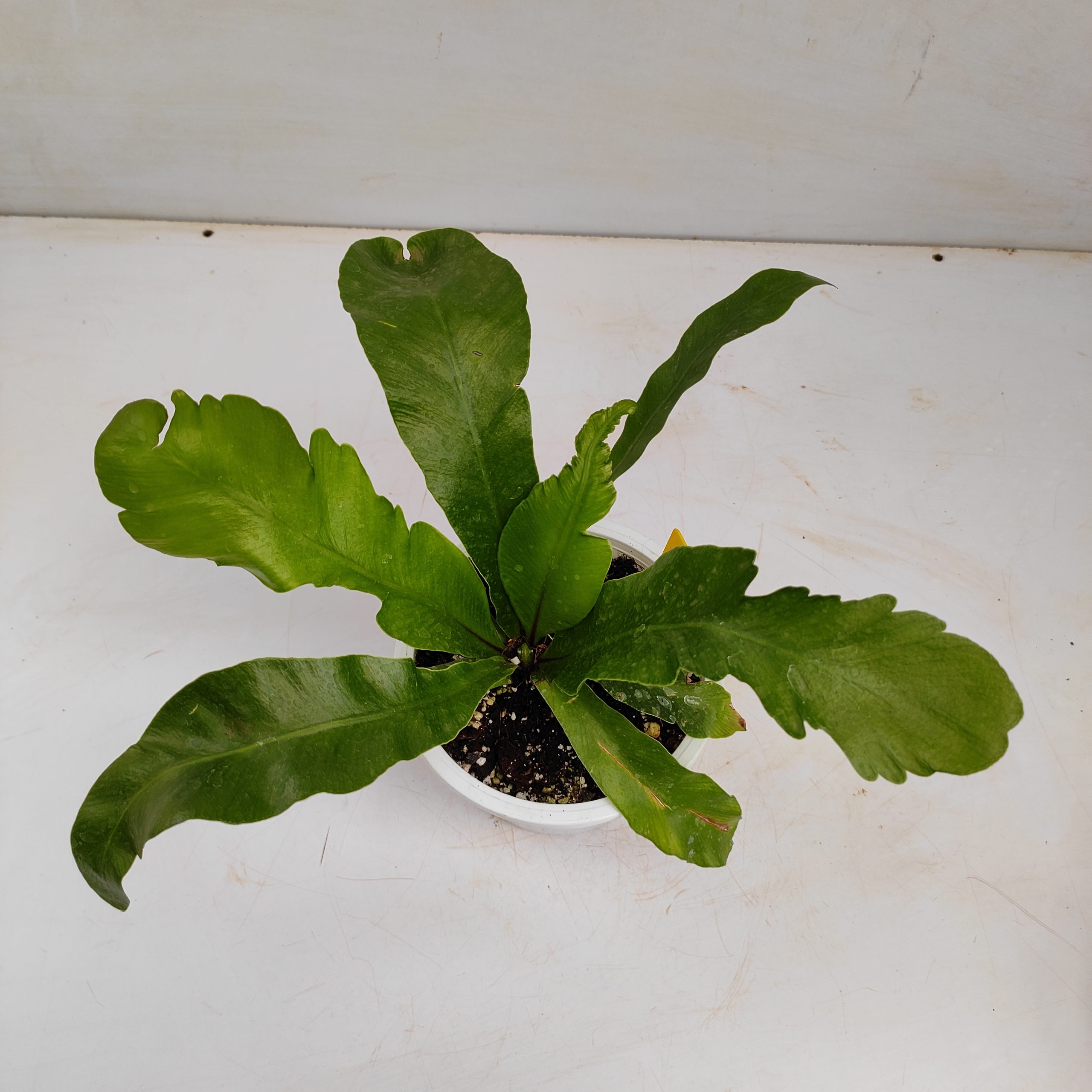 Asplenium Antiquum 'Hardy' - NurseryBuy