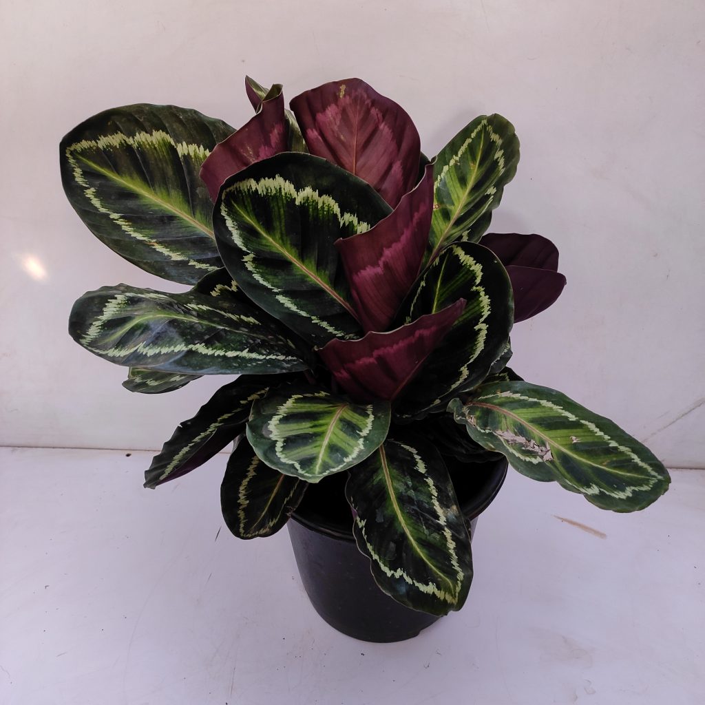 Calathea Roseopicta ‘Illustris’ Large - NurseryBuy