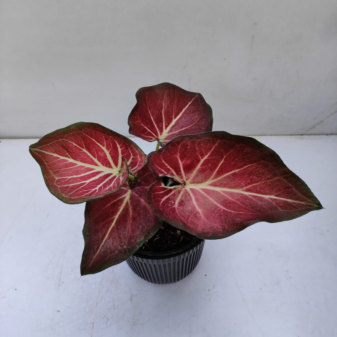 Caladium "Rich Of Thai" - NurseryBuy