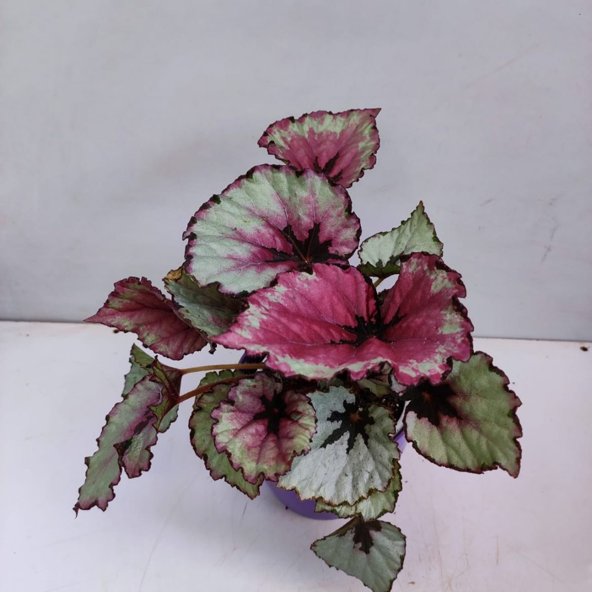 Begonia 'Ruby Slippers' - NurseryBuy