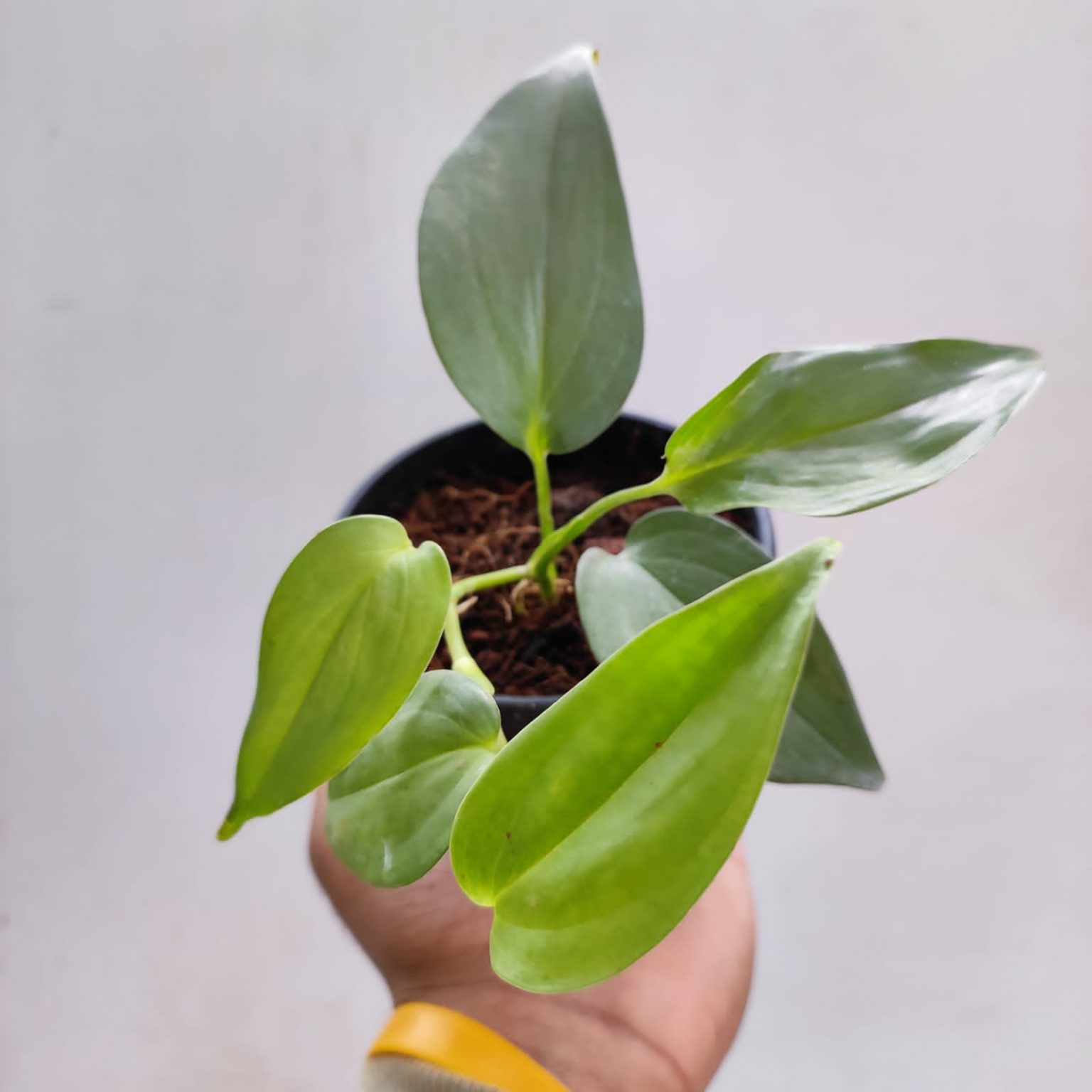 Scindapsus Hederaceus - NurseryBuy