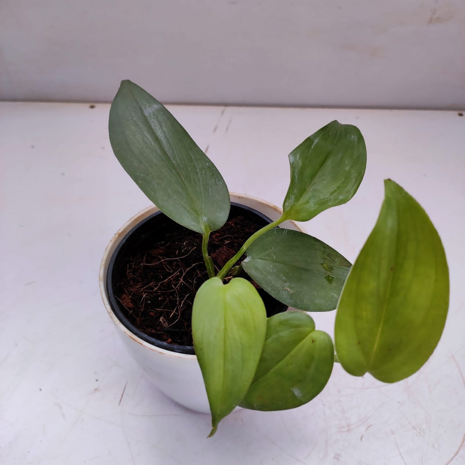 Scindapsus Hederaceus - NurseryBuy