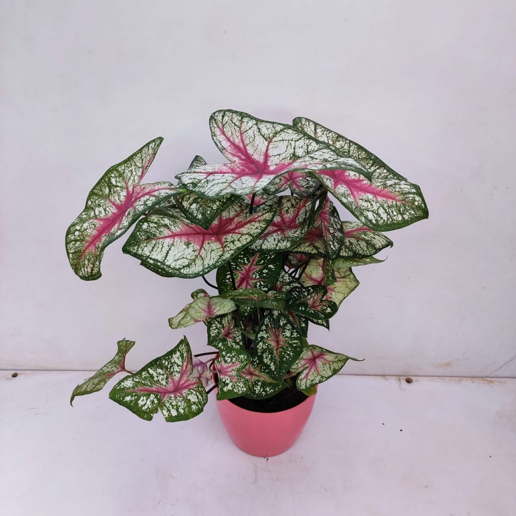 Caladium "Tickle Me Pink" (Tricolor Caladium) - NurseryBuy