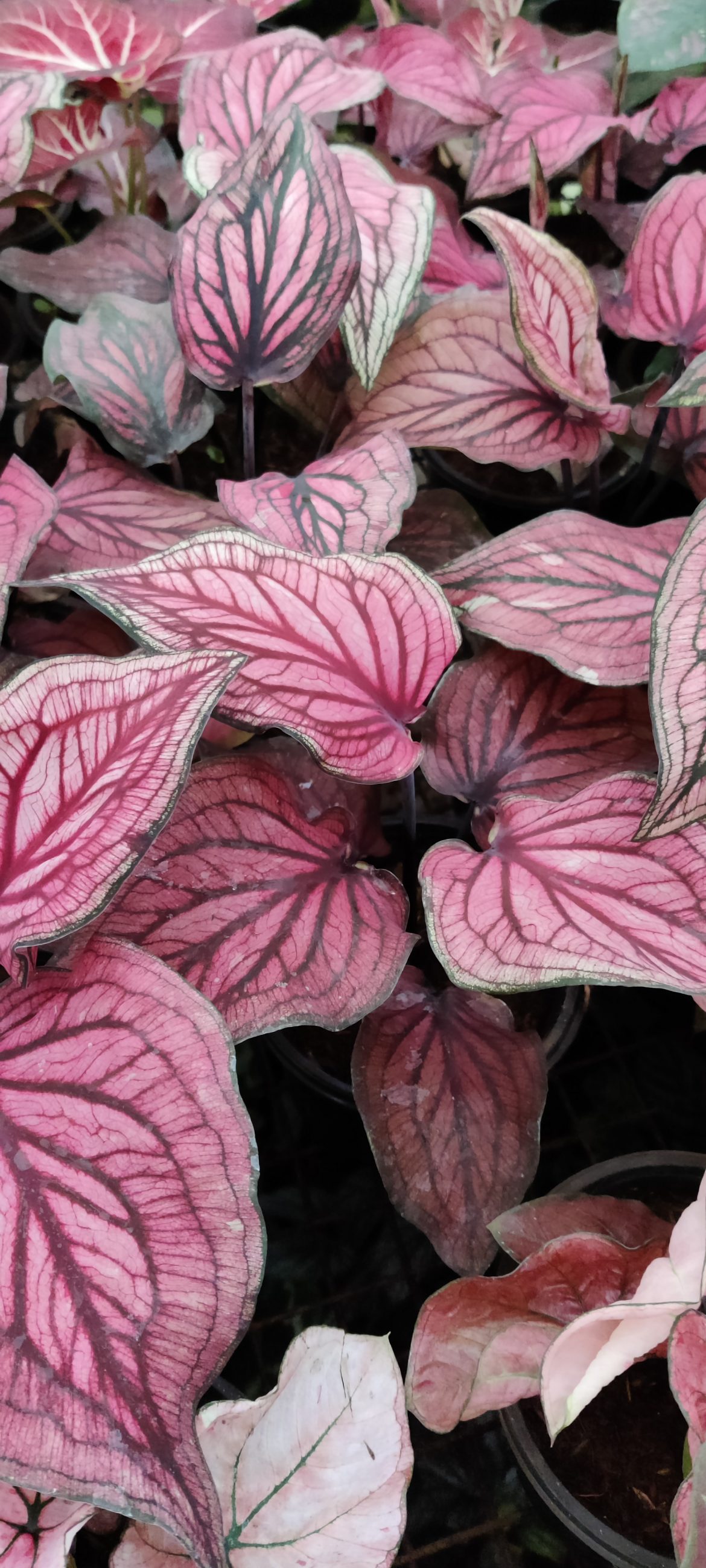 Caladium "Desert Sunset" - NurseryBuy
