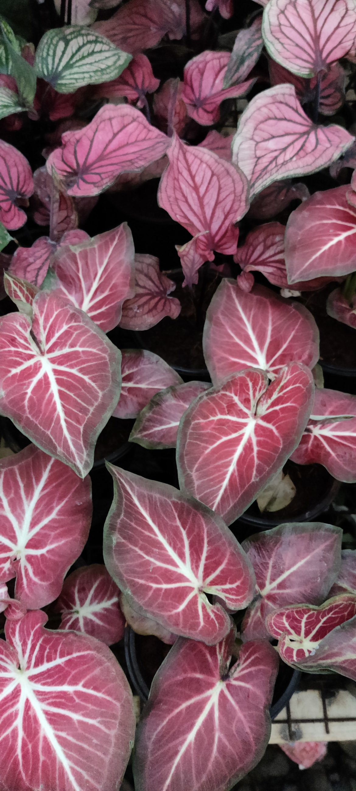 Caladium "Rich Of Thai" - NurseryBuy