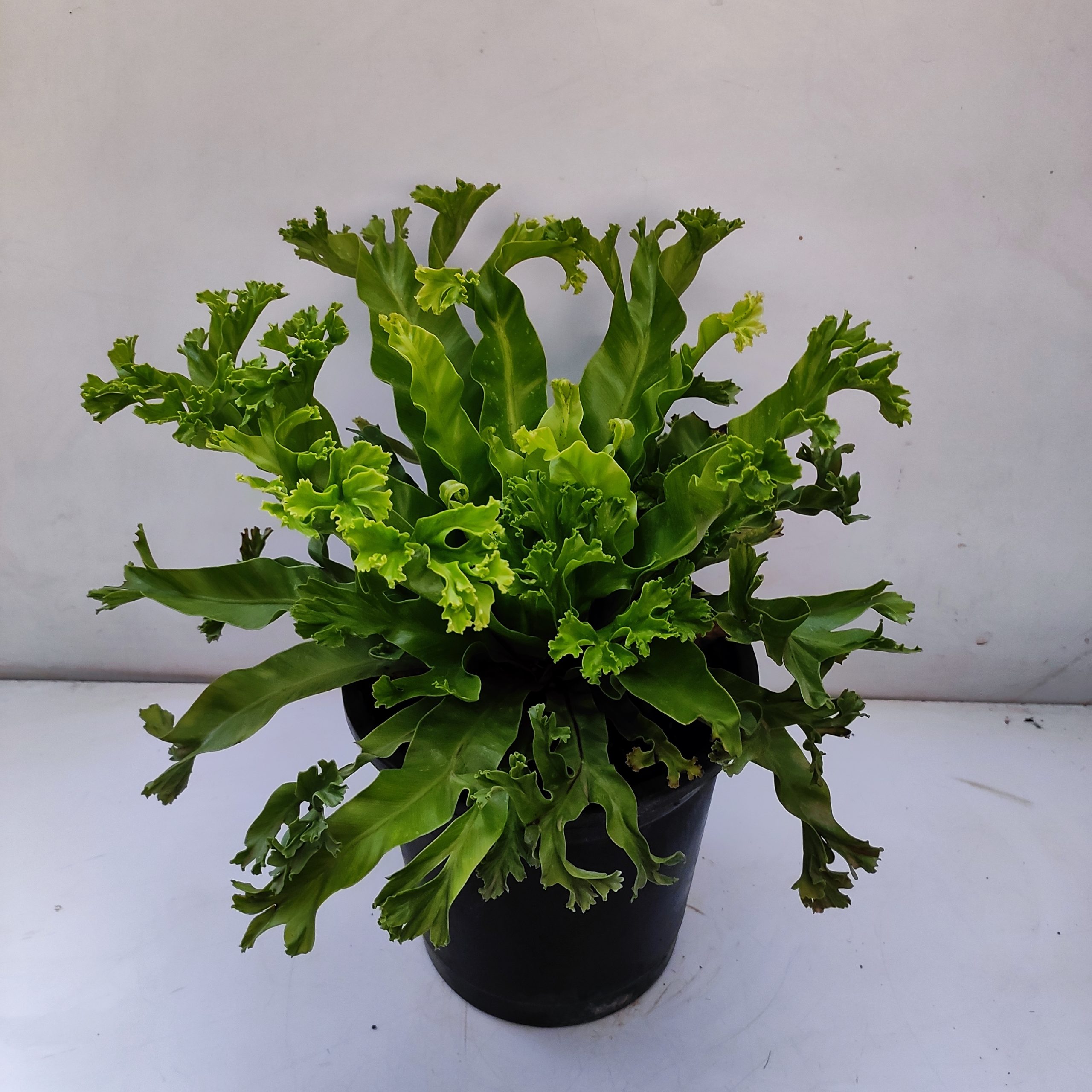 Asplenium Antiquum 'Leslie' - NurseryBuy