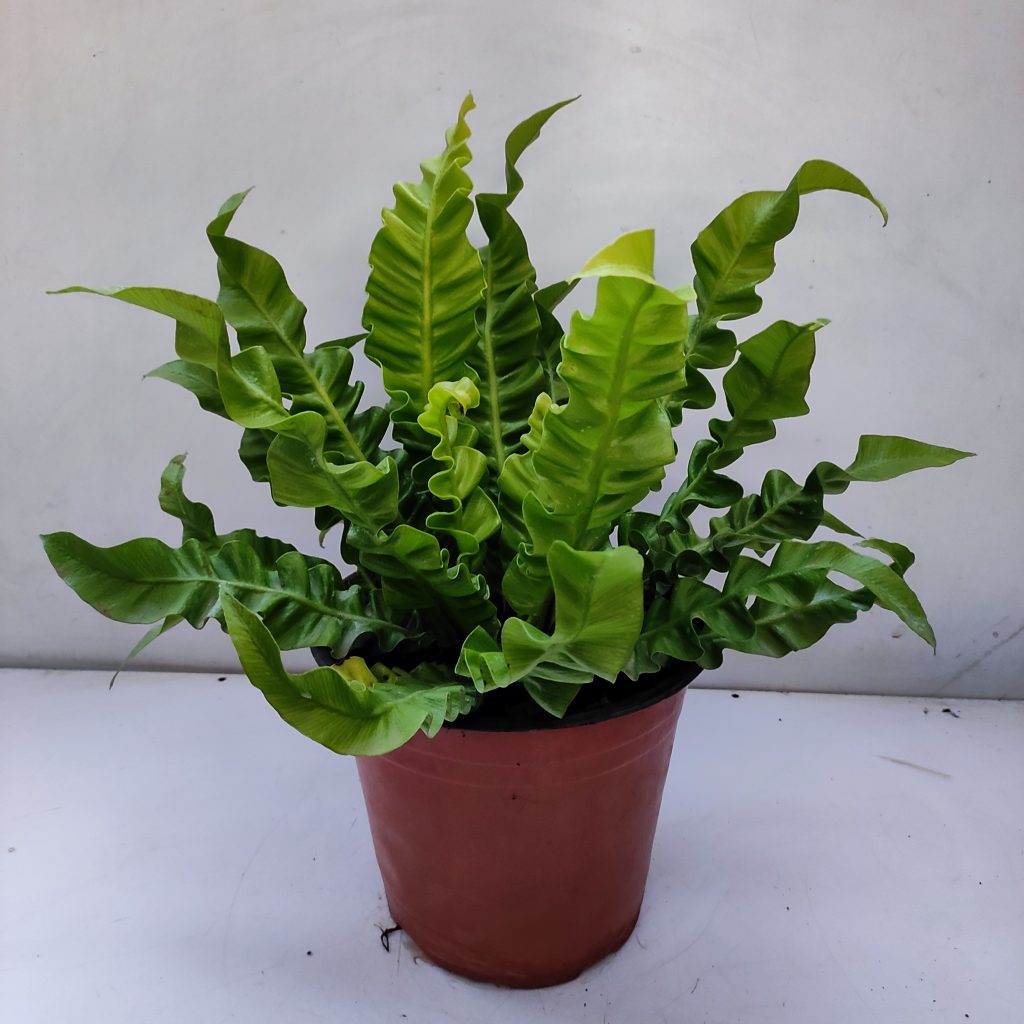 Asplenium Nidus 'Crispy Wave' - NurseryBuy