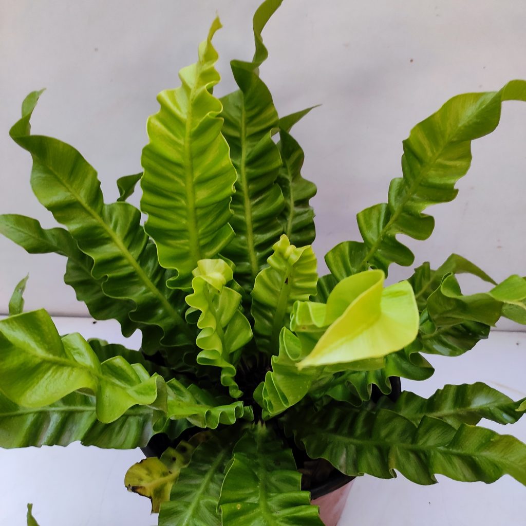 Asplenium Nidus 'Crispy Wave' - NurseryBuy