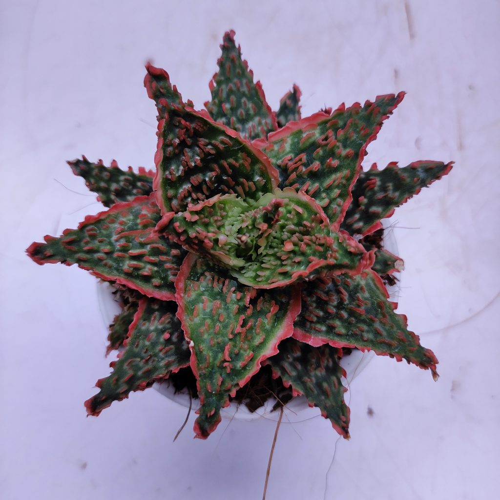 Aloe, 'Firecracker' - NurseryBuy