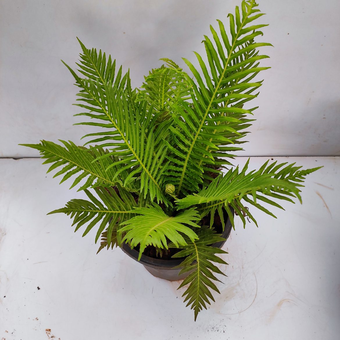Blechnum Silver Lady fern - NurseryBuy