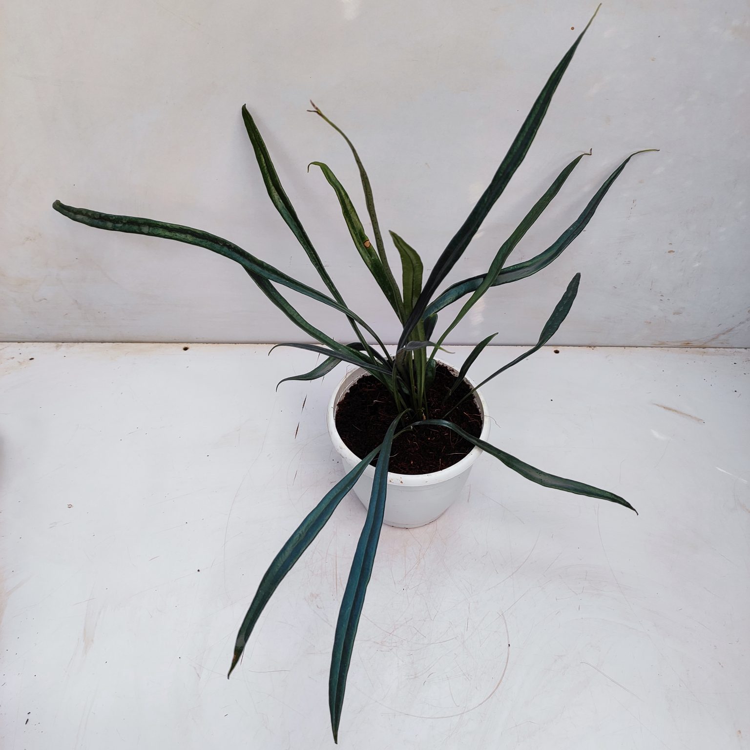 Microsorum Thailandicum 'Blue Oil Fern' - NurseryBuy