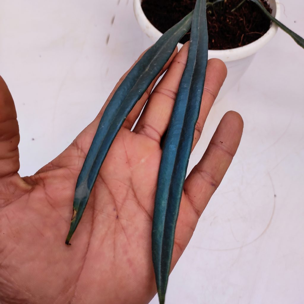 Microsorum Thailandicum 'Blue Oil Fern' - NurseryBuy