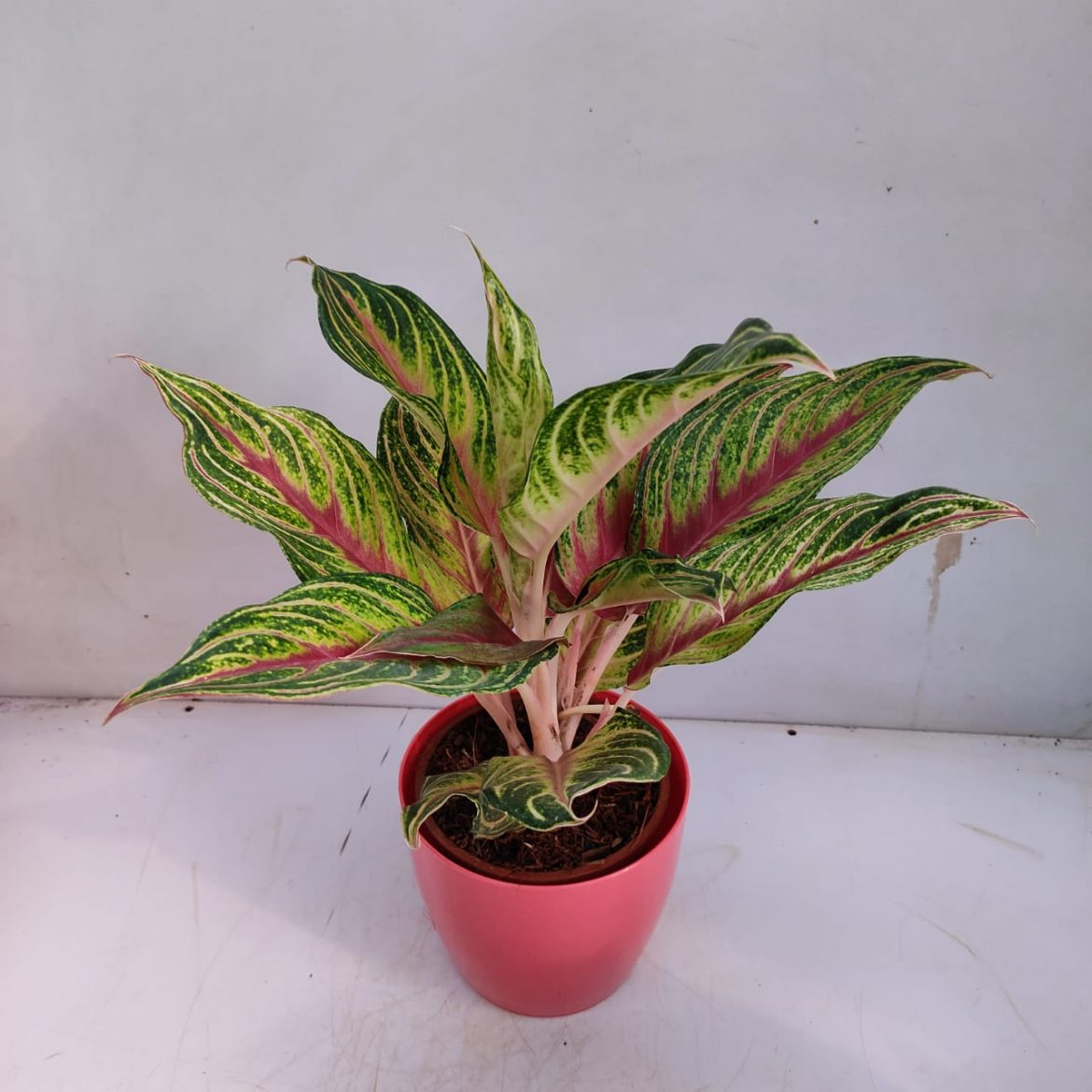 Aglaonema 'Red Panama' - NurseryBuy