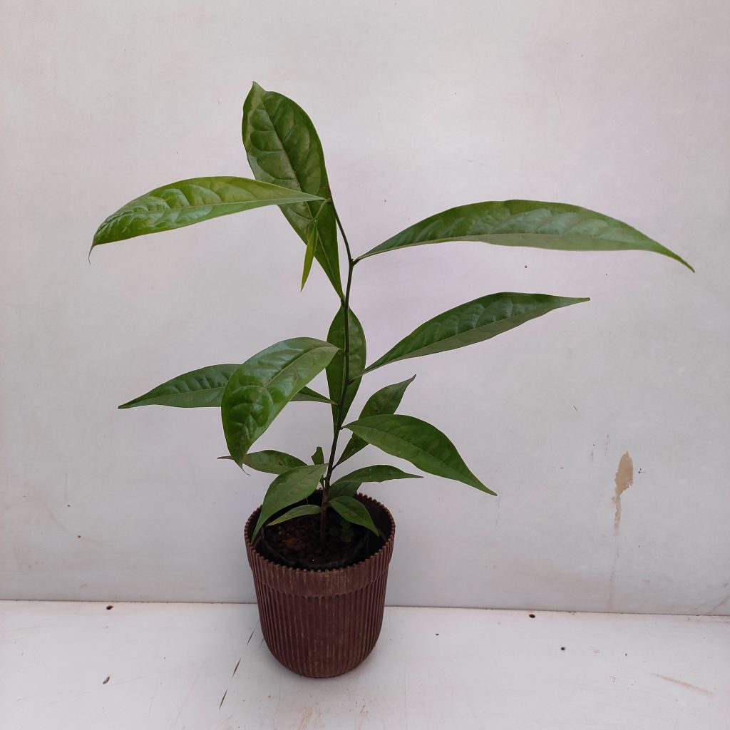 Hari Champa, Artabotrys hexapetalus, Champa (Green) Small - NurseryBuy