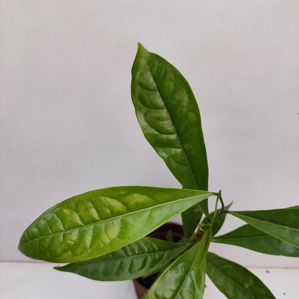 Hari Champa, Artabotrys hexapetalus, Champa (Green) Small - NurseryBuy