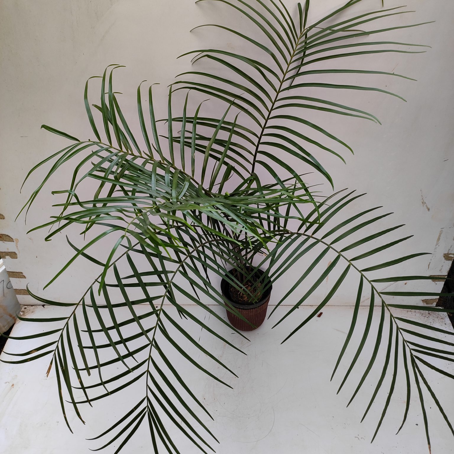 Cycas Pectinata Palm - NurseryBuy