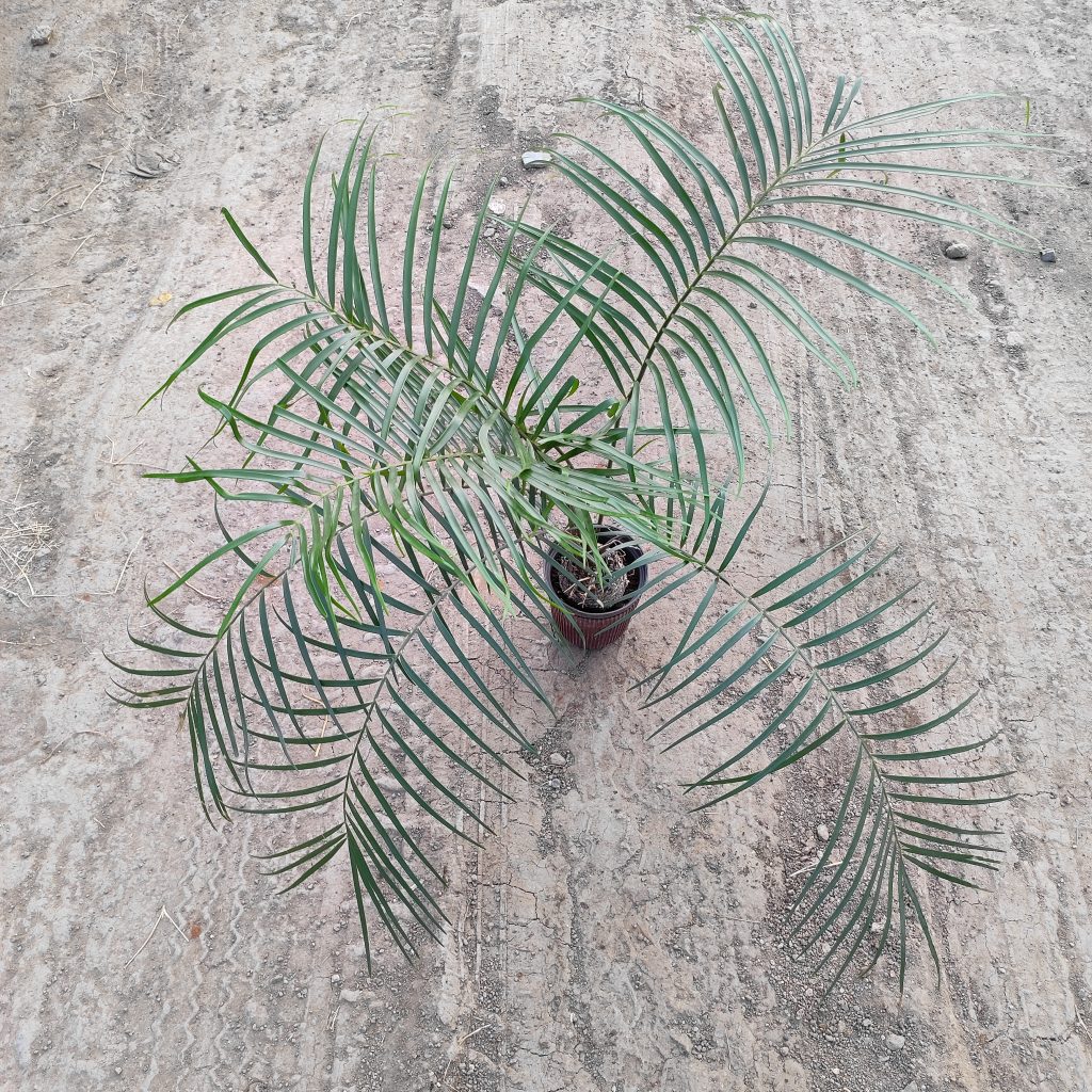 Cycas Pectinata Palm - NurseryBuy