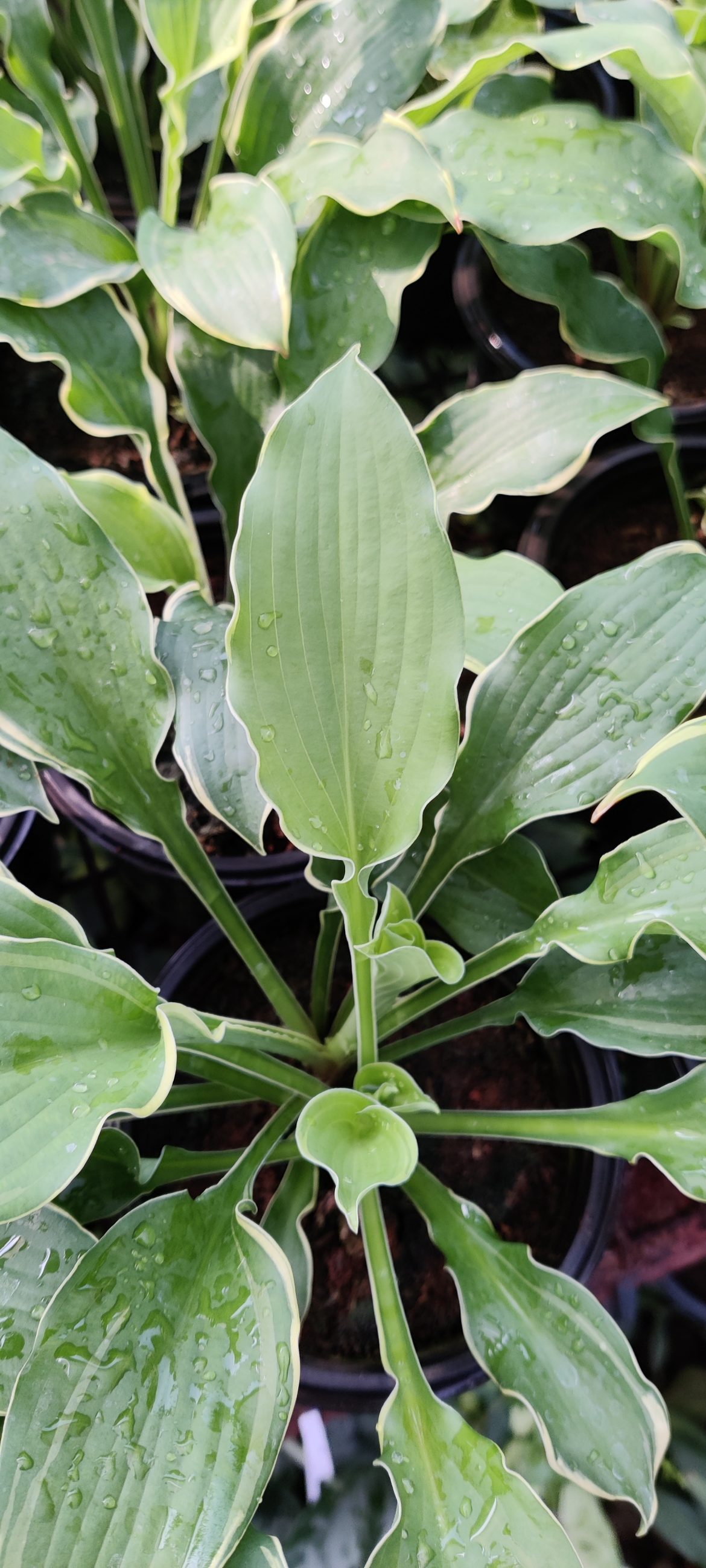 Hosta 'Leather and Lace' - NurseryBuy