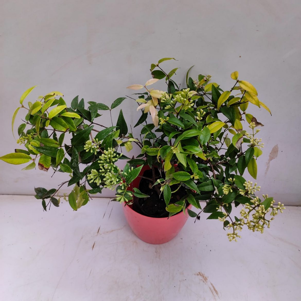 Syzygium Zeylanicum "Poocha Pazham" (Cats Eye Fruit) - NurseryBuy