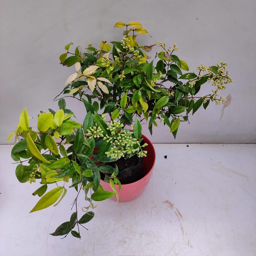 Syzygium Zeylanicum "Poocha Pazham" (Cats Eye Fruit) - NurseryBuy