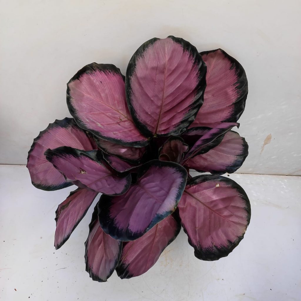 Calathea Picturata 'Crimson' - NurseryBuy