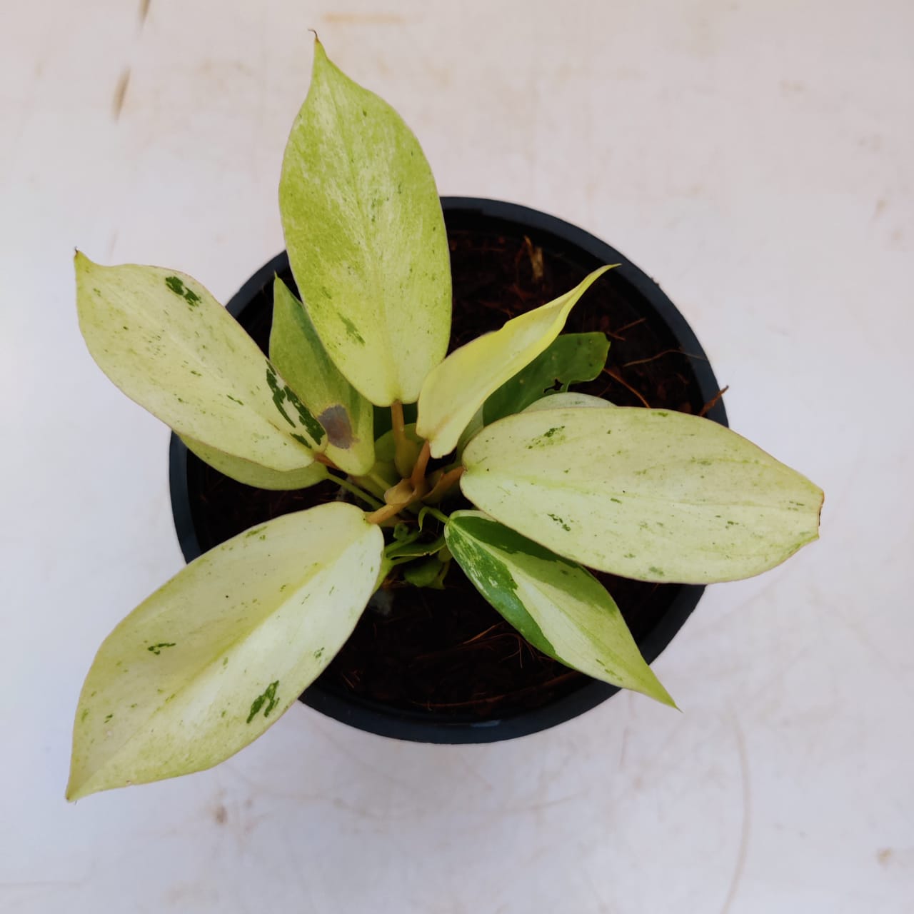Philodendron Snowdrift - Nursery Buy
