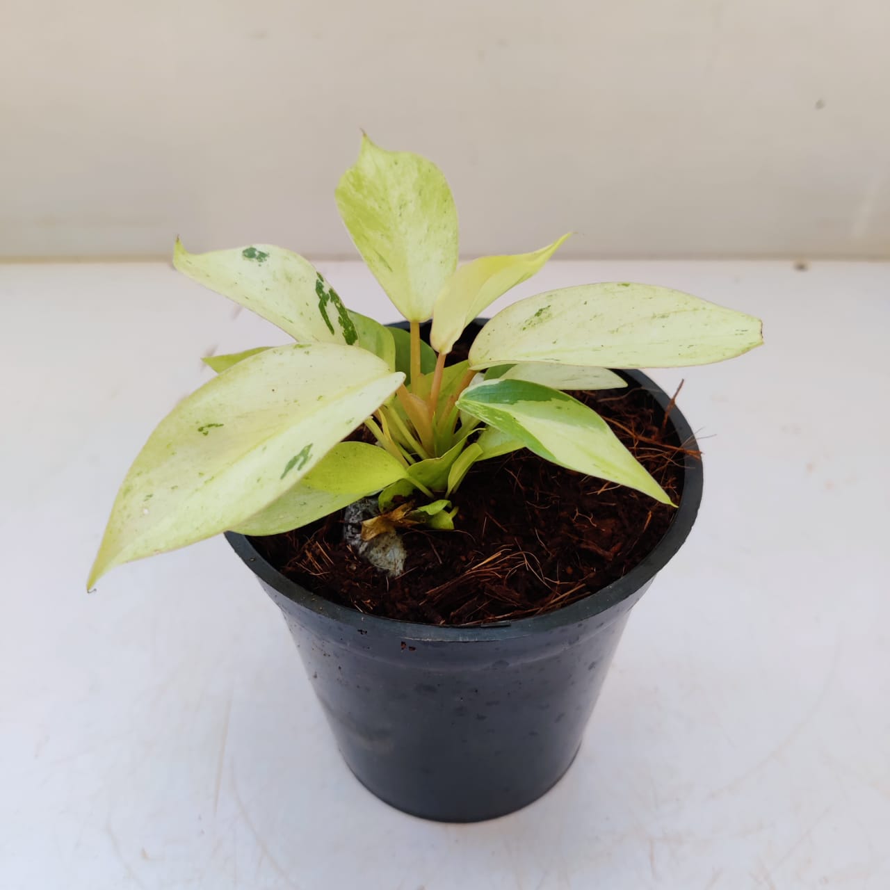Philodendron Snowdrift - Nursery Buy