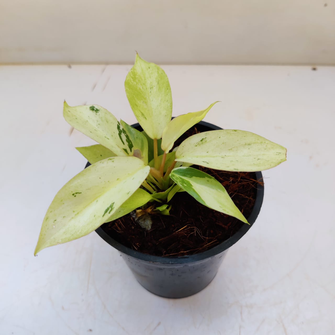 Philodendron Snowdrift - Nursery Buy