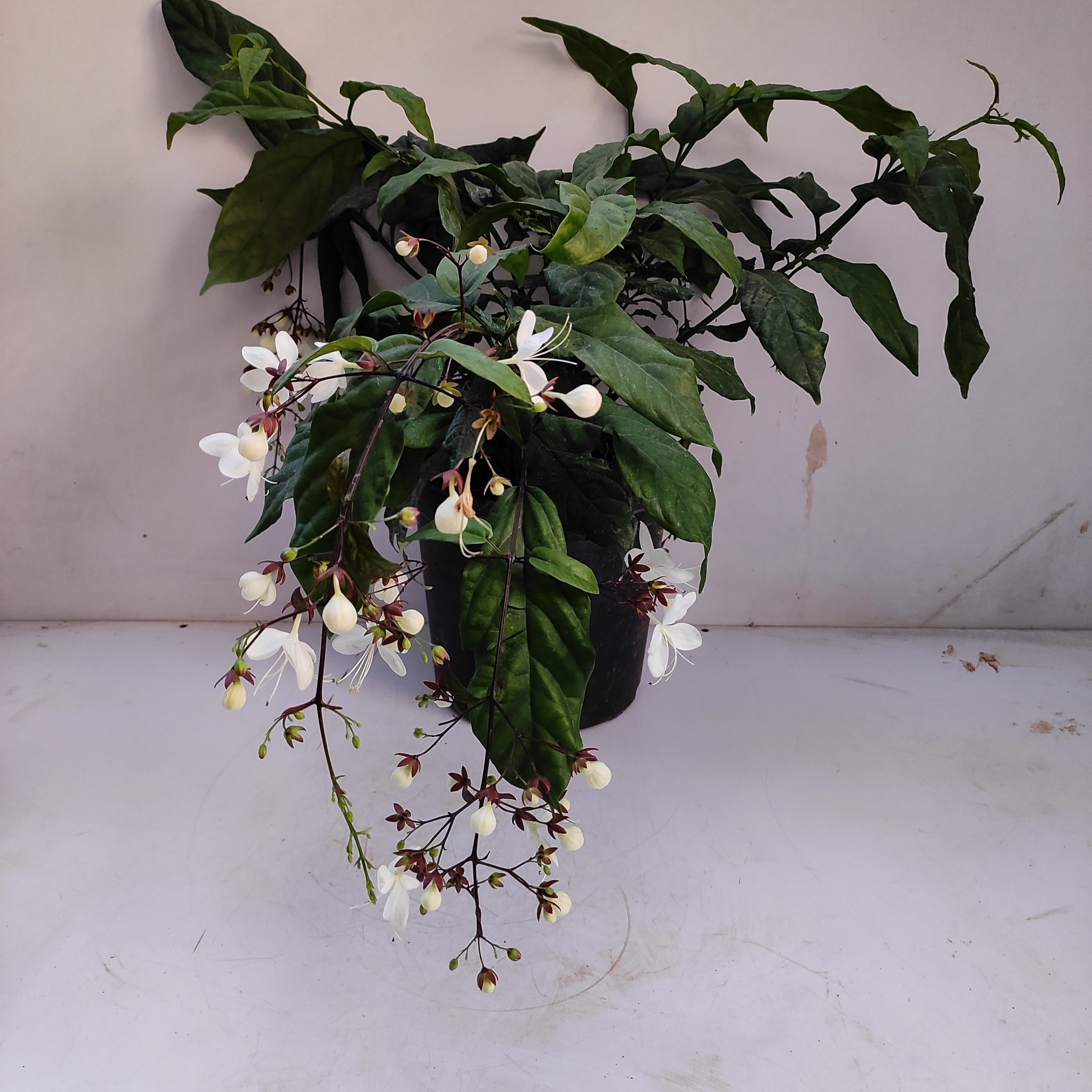 Clerodendrum Wallichii Plant (Chains Of Glory) - NurseryBuy