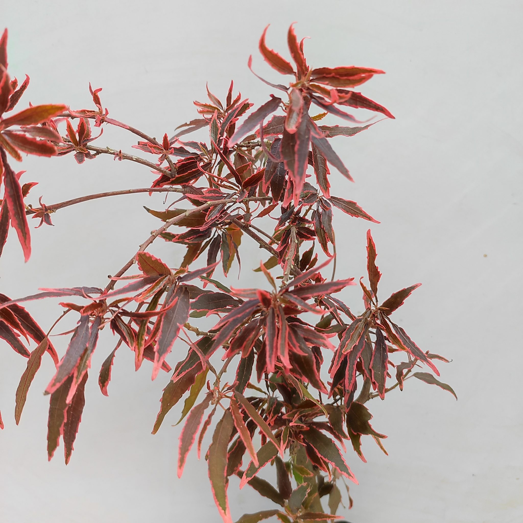 Fijian Fire Plant, Acalypha godseffiana 'Firestorm' - NurseryBuy