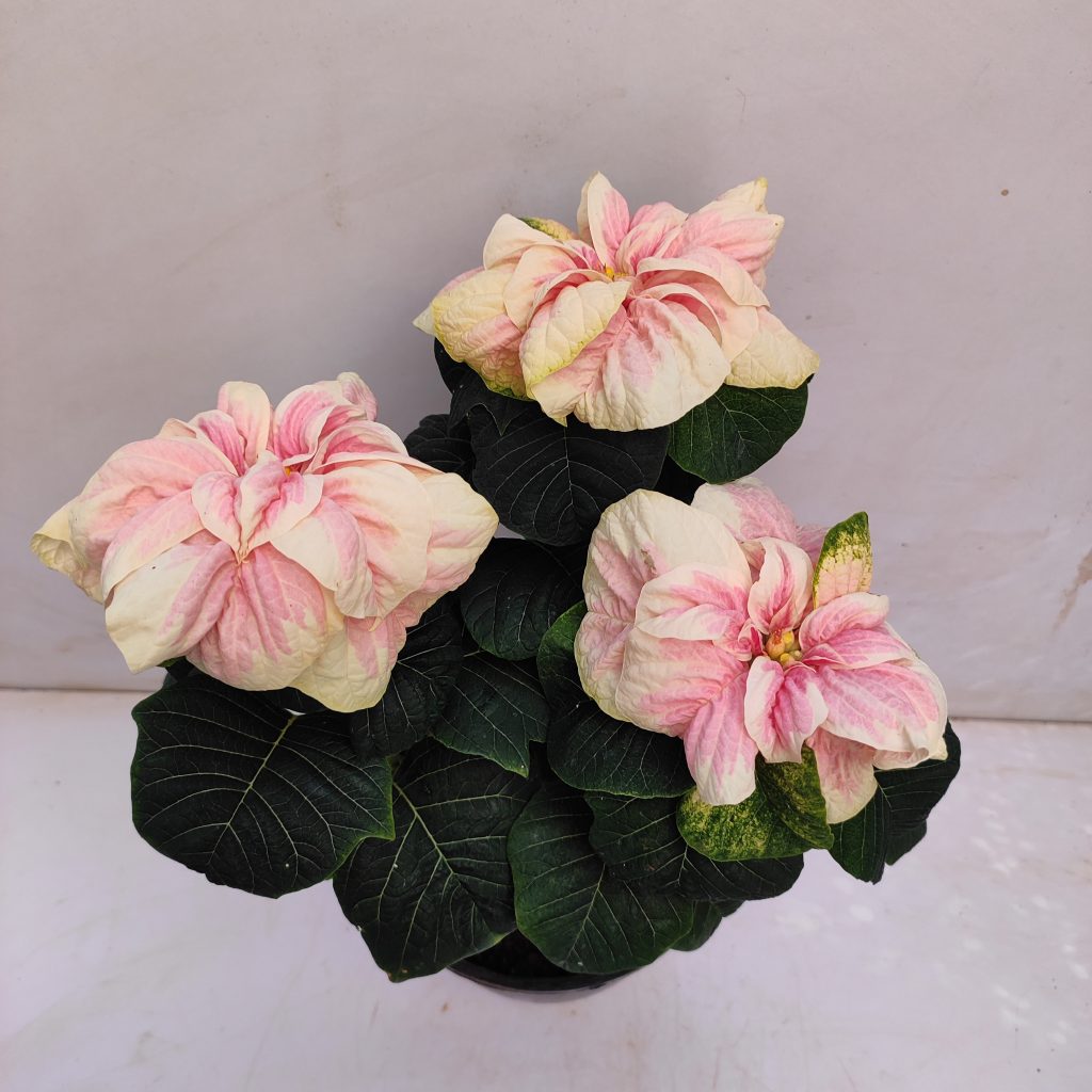 Poinsettia ‘Winter Rose Marble’ - NurseryBuy
