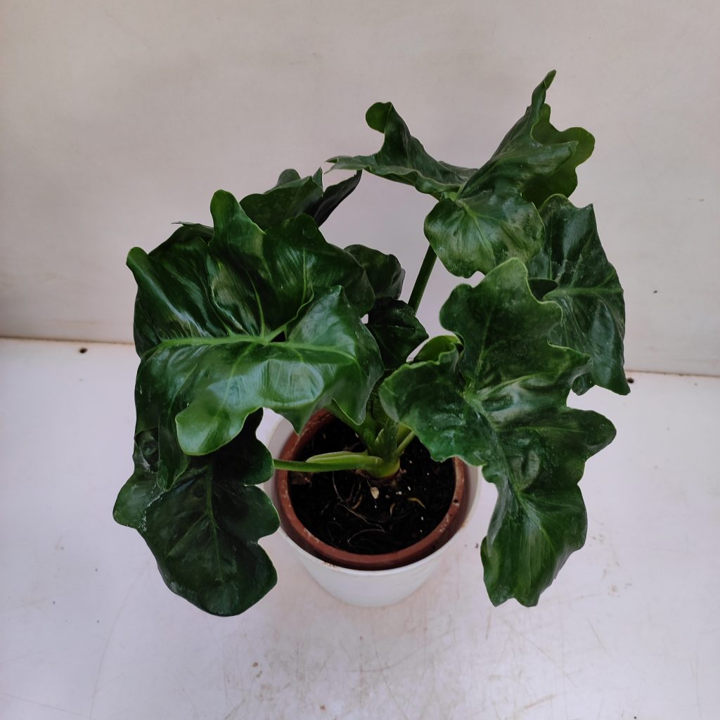 Philodendron 'Atom' (Philodendron Bipinnatifidum Super Atom)Mini ...
