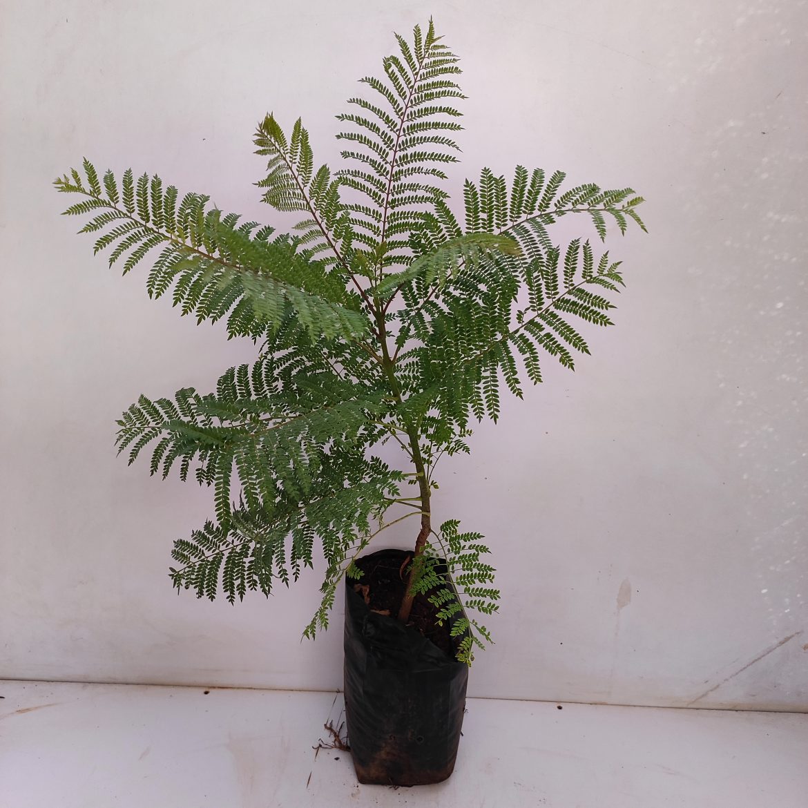Jacaranda Mimosifolia (Neel Mohar) - NurseryBuy