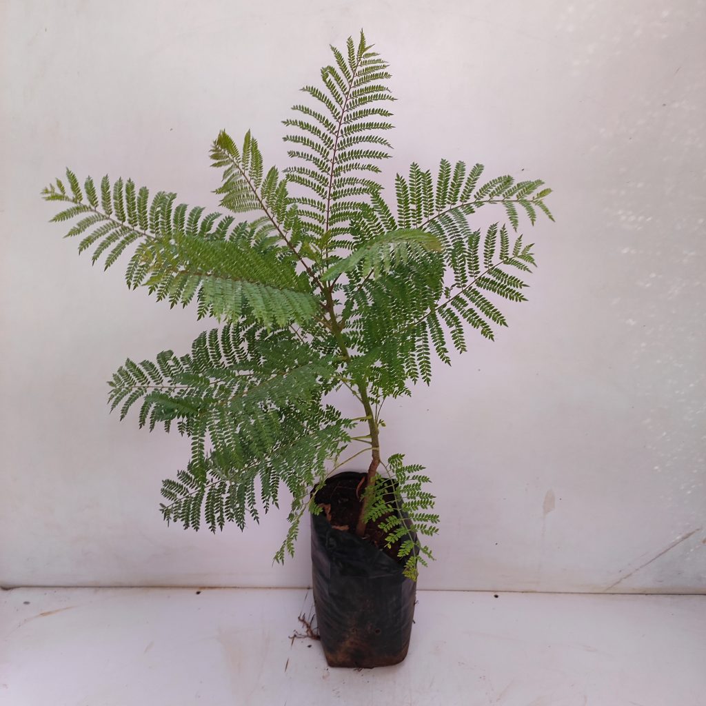 Jacaranda Mimosifolia (Neel Mohar) - NurseryBuy