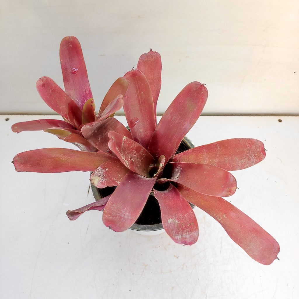 Bromeliad 'Neoregelia fireball' - NurseryBuy