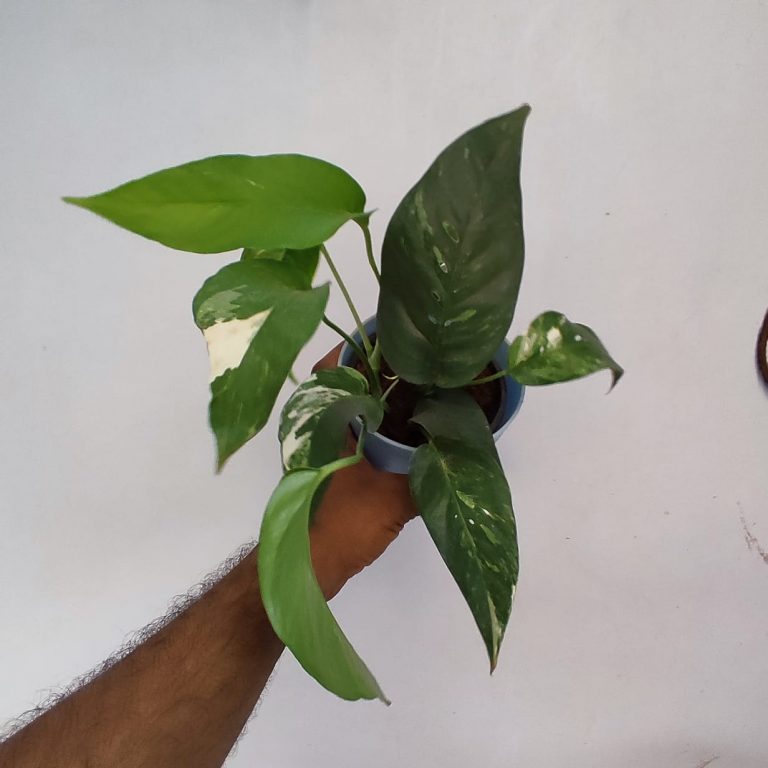 Epipremnum "Pinnatum Albo Variegata" - NurseryBuy