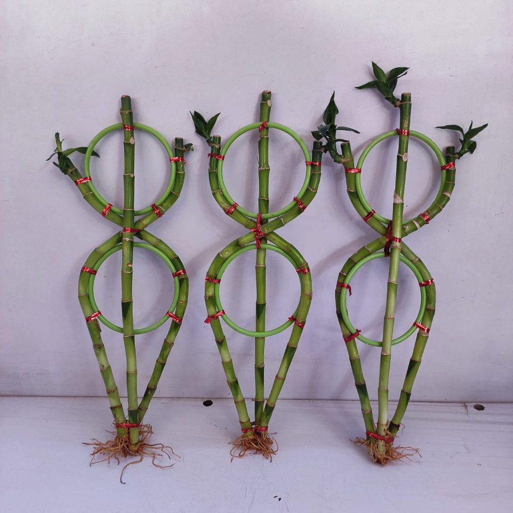 Ring Arrangement Spiral Bamboo - NurseryBuy