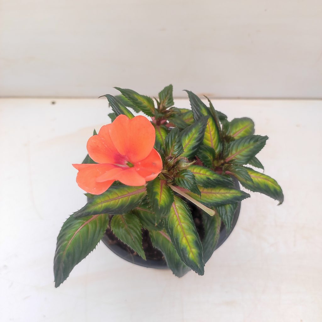 Impatiens 'Sunpatiens Spreading Variegated 'Orange' - NurseryBuy